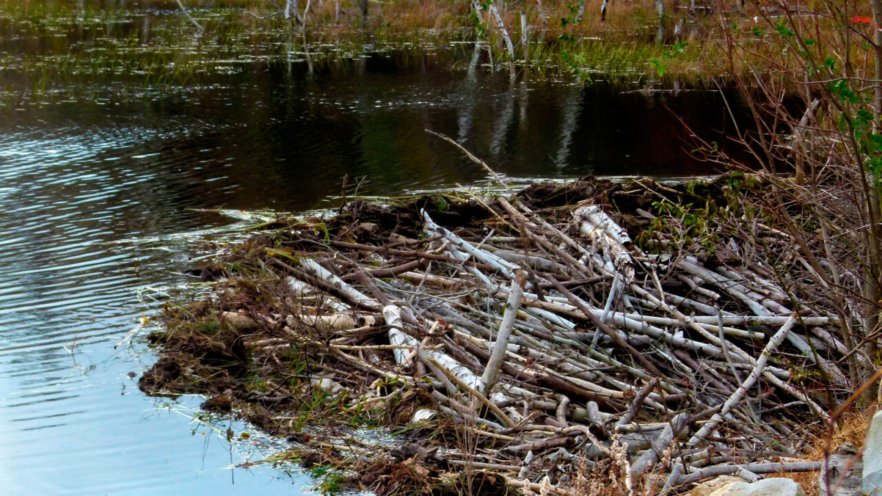 Der Biber - Landrat-Dr.-Wiesenthal-Haus
